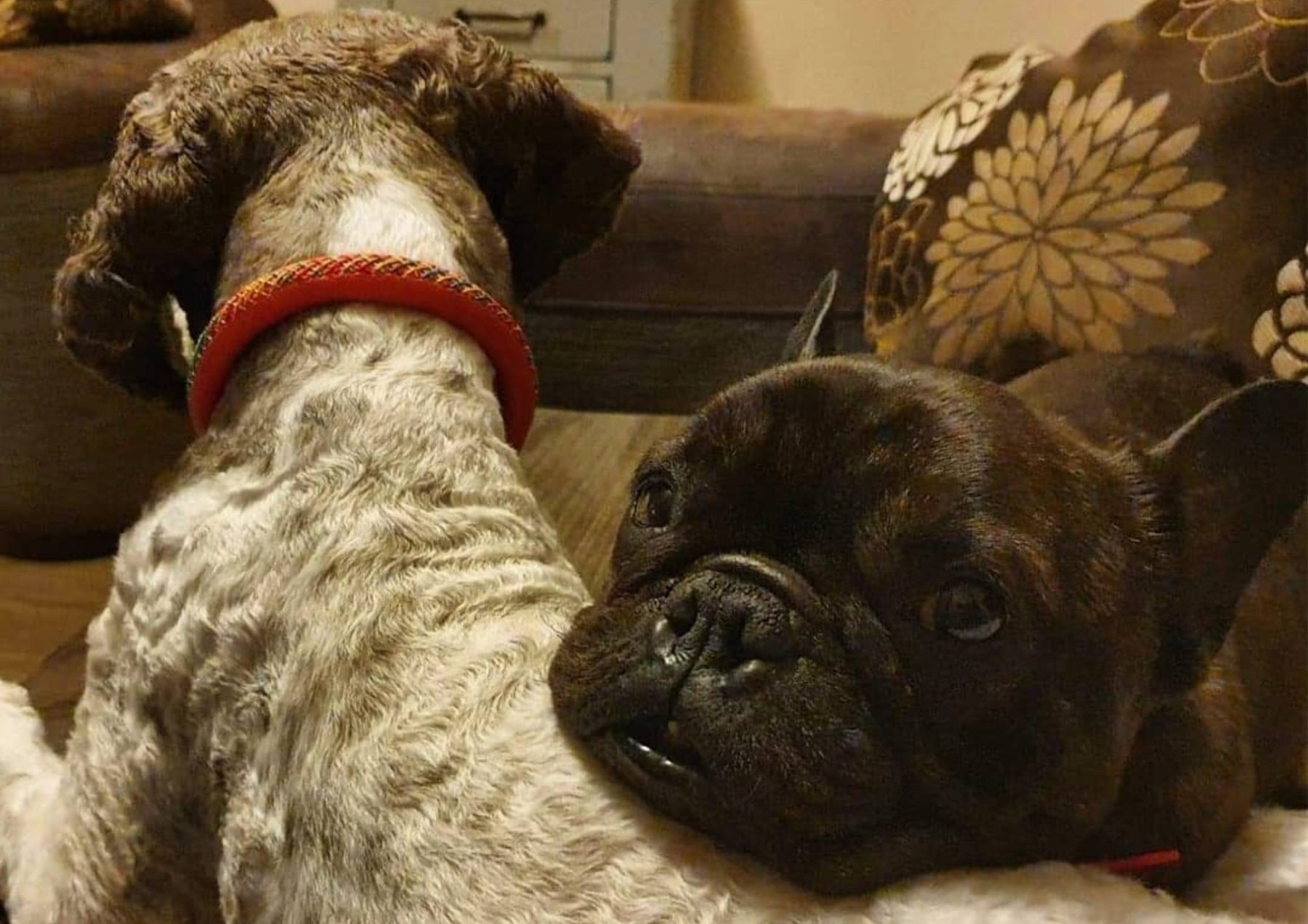 Gallery - Pristine Pets UK