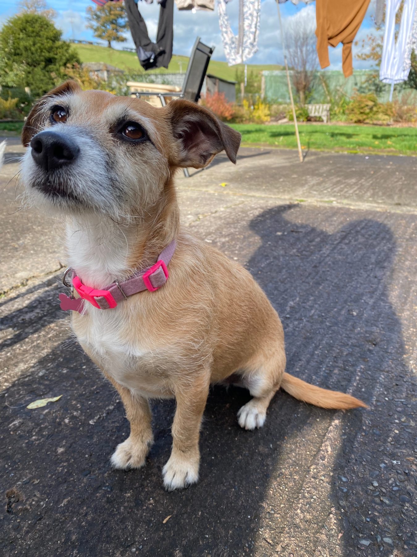 Gallery - Pristine Pets UK